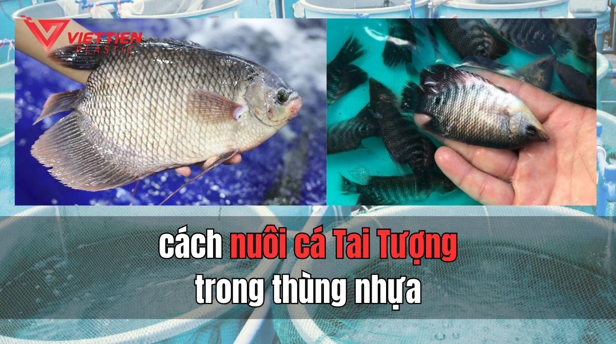 Hướng dẫn cách nuôi cá tai tượng trong thùng nhựa cho người mới bắt đầu